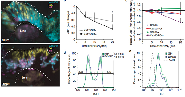 胚胎视网膜的代谢分化-网络视觉 - beplay官方下载ios,beplay体育苹果